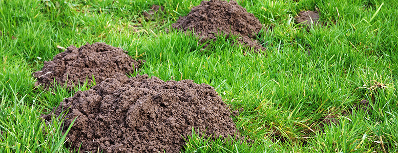 Mole Control | Virginia Green